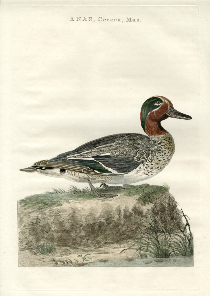 Anas Crecca (Eurasian Teal) [Nozeman, 1770] · Pictura Antique Prints