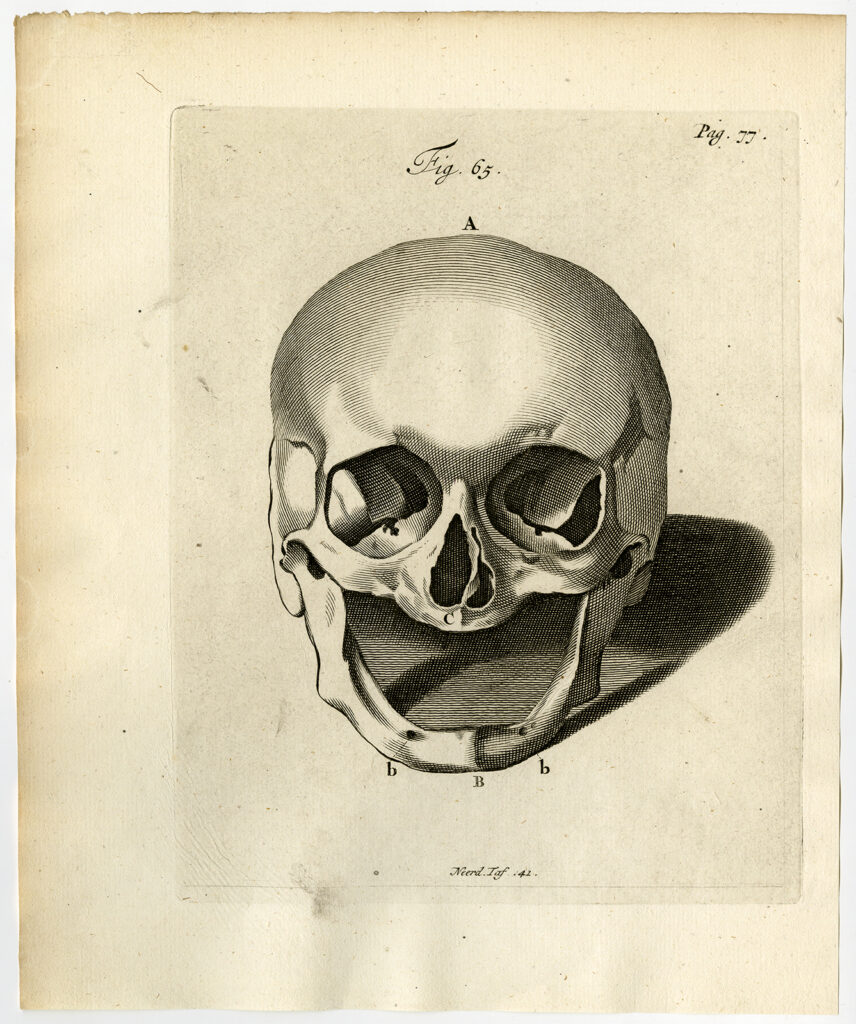 Antique Print-HUMAN SKULL-JAW ABRASION-FIG 65-Ruysch-Huyberts-1744 ...