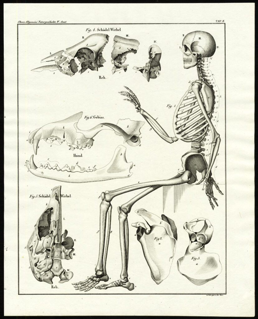 Antique Print-HUMAN ANATOMY-SKELETON-SKULL-JAW-TEETH-Plate II-Oken ...