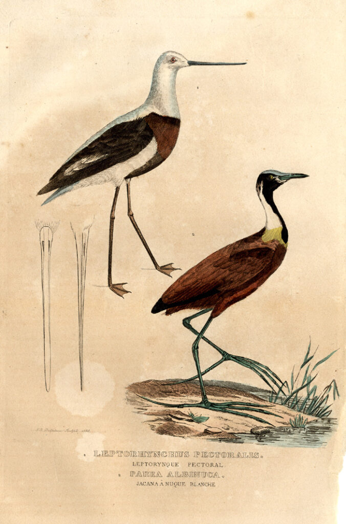 Antique Print-BANDED STILT-JACANA-Drapiez-1853 · Pictura Antique Prints