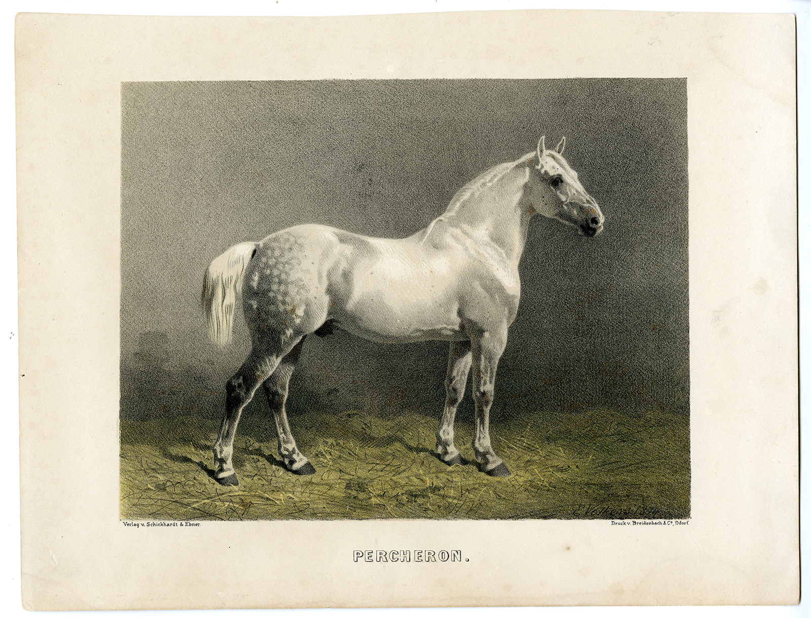 Rare Antique Print-PERCHERON-FRENCH HORSE BREED-Volkers-1880 · Pictura ...