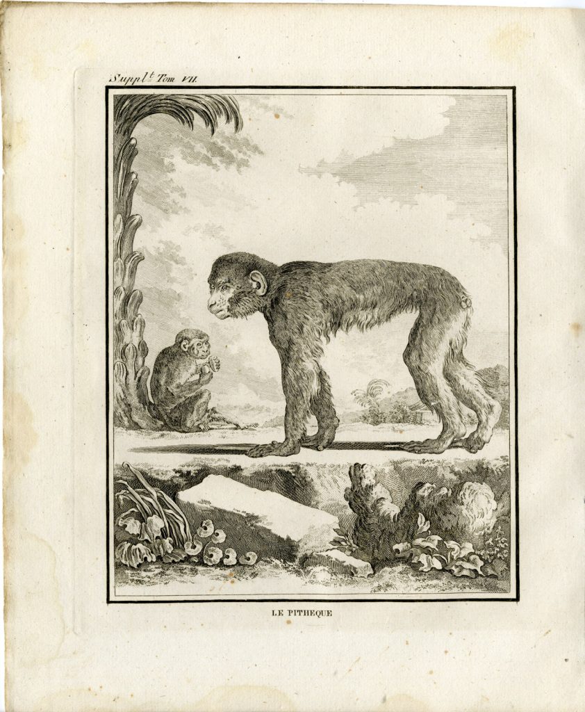 4 Antique Prints-PITHEQUE-APE-MONKEY-FEMALE-Hulk-Buffon-1801 · Pictura ...
