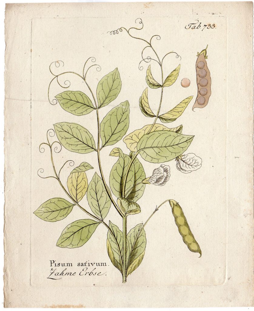 Antique Print-PLANT-VEGETABLE-TAME PEA-PISUM SATIVUM-FLOWERS-LEAFS ...