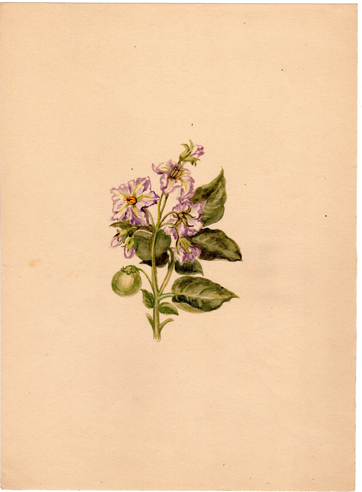 Antique Drawing-POTATO PLANT-SOLANUM TUBROSUM-Anonymous-c. 1900 ...