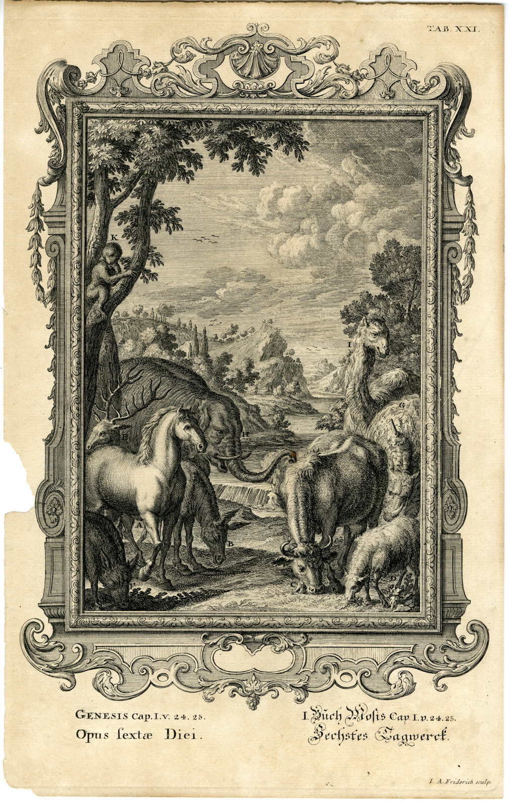 Antique Print-OLD TESTAMENT-GENESIS-CREATION-ANIMALS-6TH DAY-Scheuchzer ...