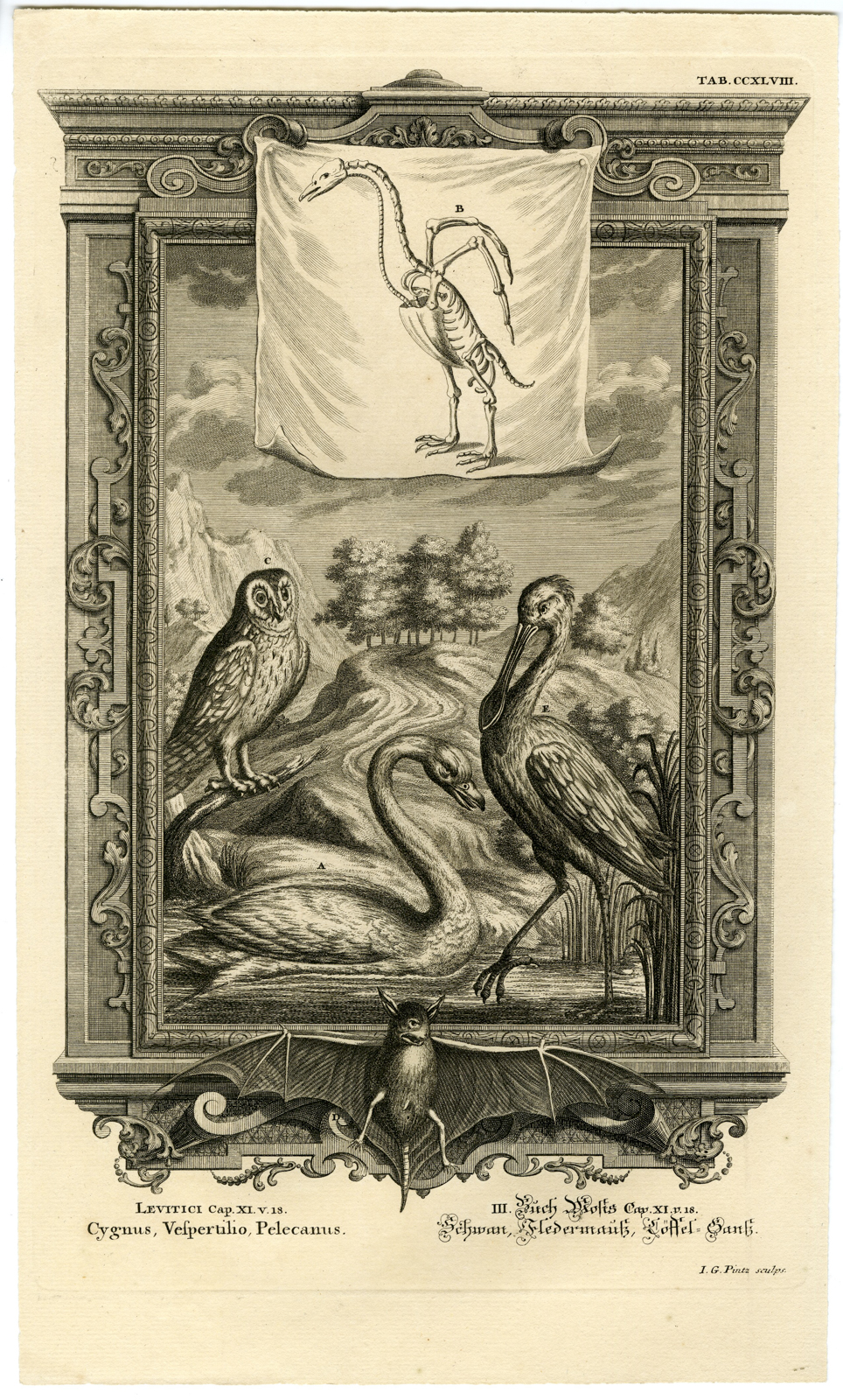 Antique Print-OLD TESTAMENT-ANIMALS-BAT-SWAN-OWL-SPOONBILL-Pinz ...