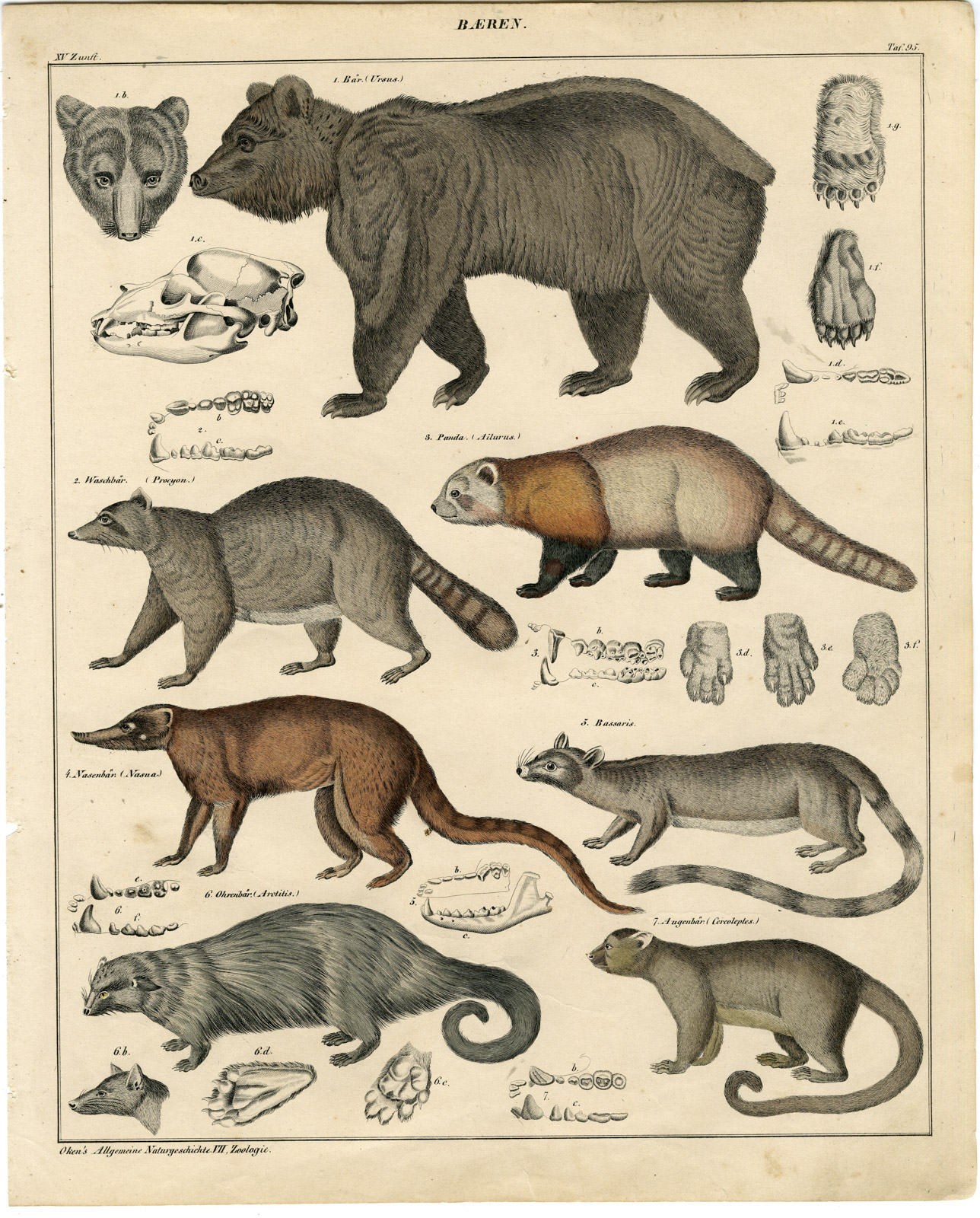 Antique Print-BROWN BEAR-RACCOON-PANDA-COATI-KINKAJOU-Oken-1833 ...